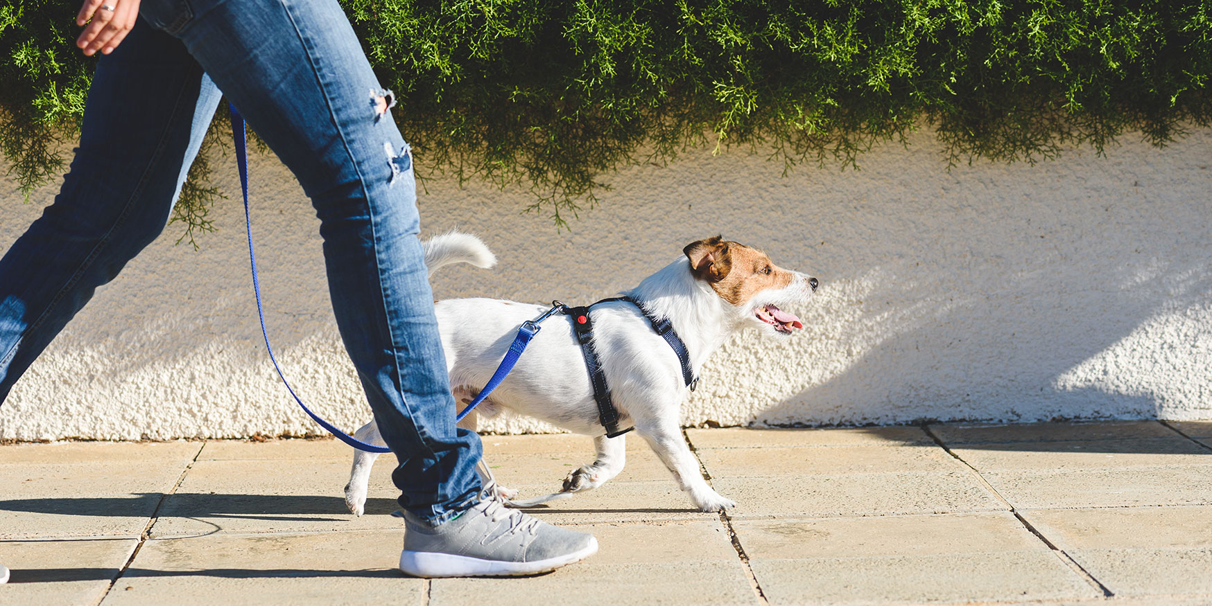 Walkies! Dog Walking Tips - Proviro Group